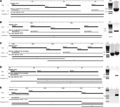 Subset Of Genes Validated With Rt Pcr Genes Black In Silico Download Scientific Diagram