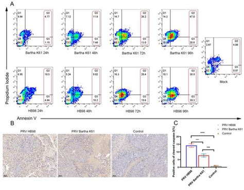 The Effects Of Oncolytic Pseudorabies Virus Vaccine Strain Inhibited The Growth Of Colorectal