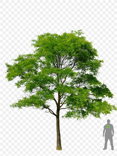 Honey Locust Tree Plant PNG X Px Honey Locust Branch Deciduous Gleditsia Image