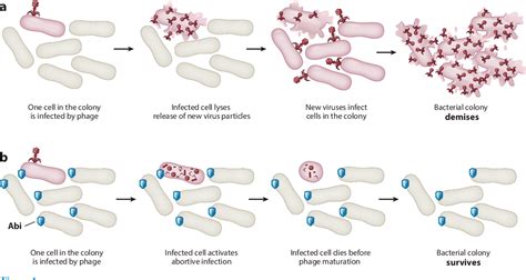 Figure 1 From Abortive Infection Bacterial Suicide As An Antiviral