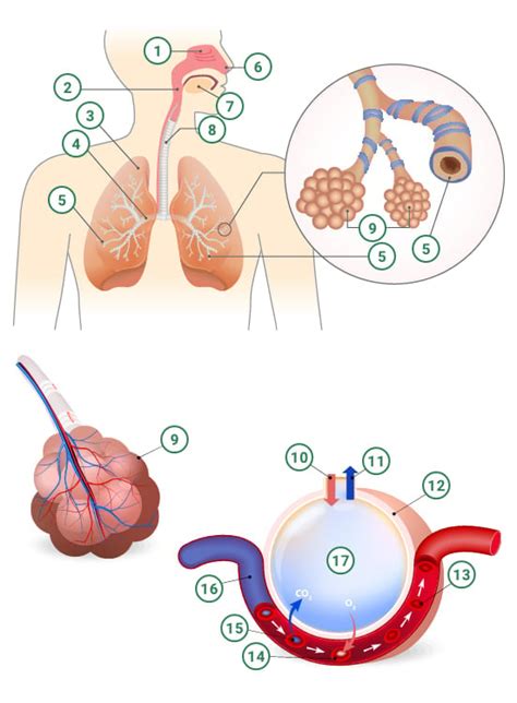 Respiratory System