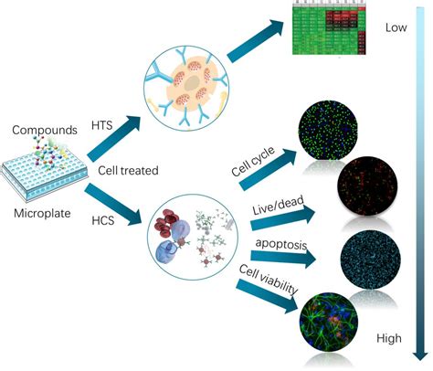 High Content Screening Services Boc Sciences