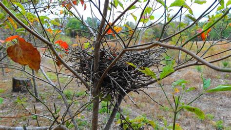 Ponderings About Nature Ponderings By The Pond