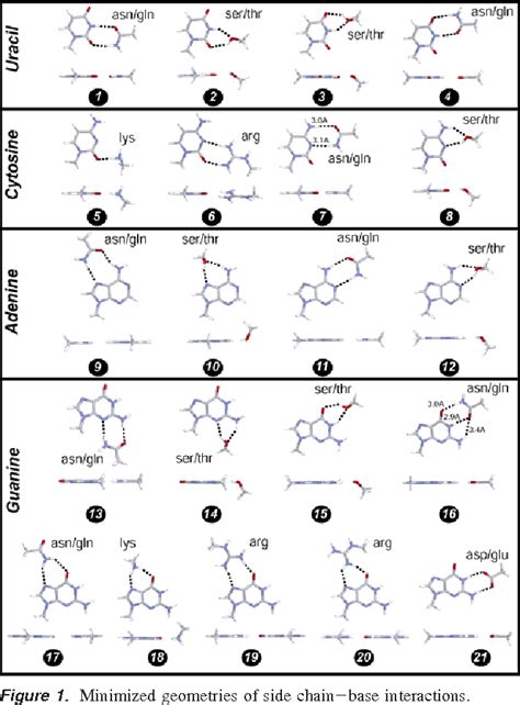 Figure 1 From Ab Initio Interaction Energies Of Hydrogen Bonded Amino