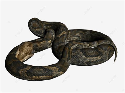 Python Biteplant White Bloom Garden Flower Python PNG Transparent Image And Clipart For Free