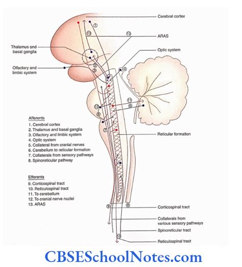 Functions Of Reticular Formation Notes CBSE Babe Notes