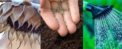 The 10 Worst Gardening Mistakes You Can Make