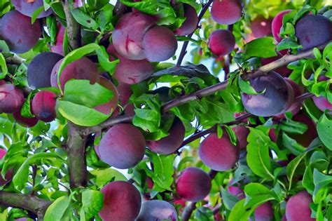 11 Dwarf Fruit Trees You Can Grow In Small Yards 2023