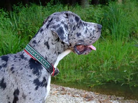 What Is A Merle Great Dane How To Recognize Merle Coat Variations