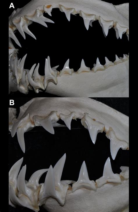 A Isurus Oxyrinchus Rafinesque 1810 Sex Unkown 252 Cm Tl Coll Download Scientific Diagram