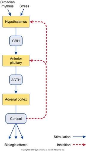 Unit 3 Adrenal And Endocrine Pancreas Function Flashcards Quizlet