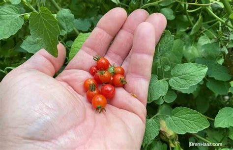 Spoon Tomato Review Bren Haas