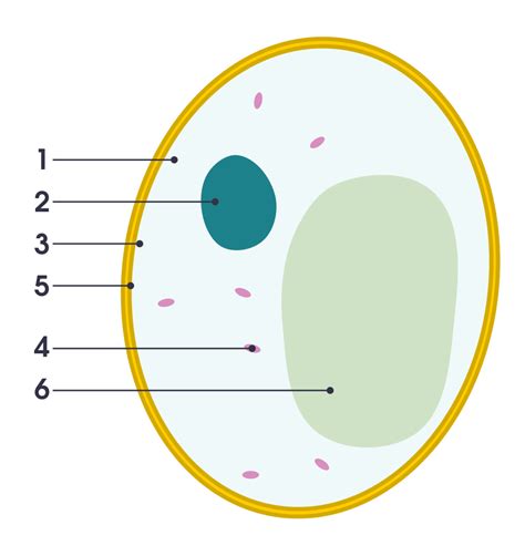 Diagram Of Yeast Cell Quizlet