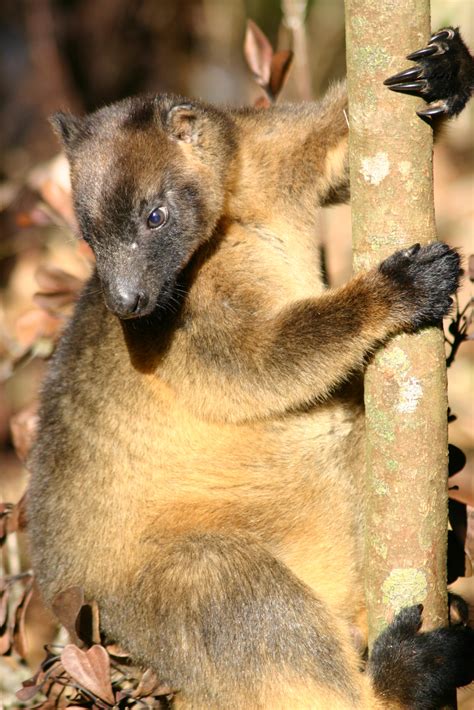 Wildlife Highlights The Canopy Treehouses