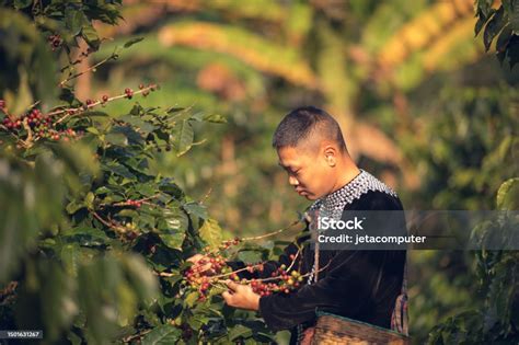 커피 농장에서 잘 익은 체리 아라비카 커피 콩 열매를 수확하고 따는 아시아 남자 농부 농업에서 유기농 로부스타 또는 아라비카 커피 작물을 재배하는 여성 농장 노동자 25