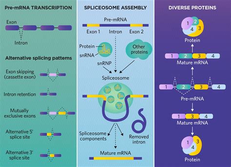 Rna Splicing Mechanism RNA Splicing Definition Types Mechanisms