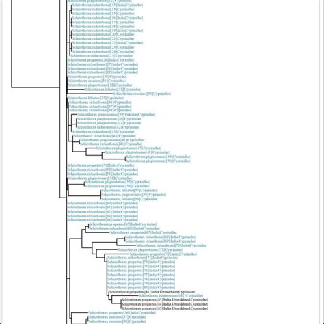 molecular phylogenetic tree constructed using the nucleotide sequence
