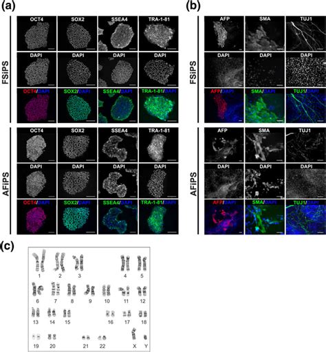 Maintenance Of Pluripotency Differentiation Potential And Normal Download Scientific Diagram