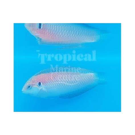 Kuiters Leopard Wrasse Rock N Critters