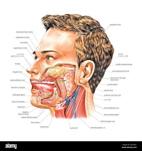 Buccal Region