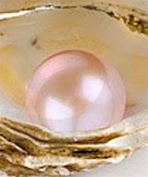 Pembe Inci Tanesi 763081 Uludağ Sözlük Galeri
