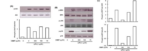 Effects Of Cbbf On Akt And Mapks Activation In Raw 2647 Macrophage