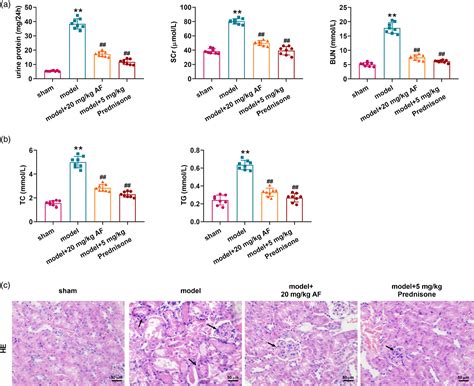 Albiflorin Ameliorates Mesangial Proliferative Glomerulonephritis By