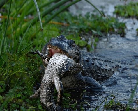 实拍：短吻鳄捕食同类，2分钟结束战斗 搜狐大视野 搜狐新闻