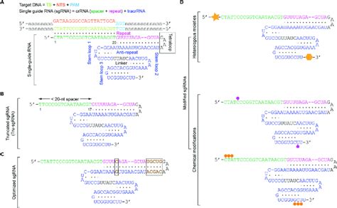 Illustration Of Representative SgRNA Structures A A Canonical SgRNA Download Scientific