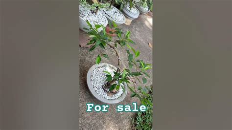 බොන්සායි ආකාරයට සකස් කළ නුග පැළය 😍 Youtube