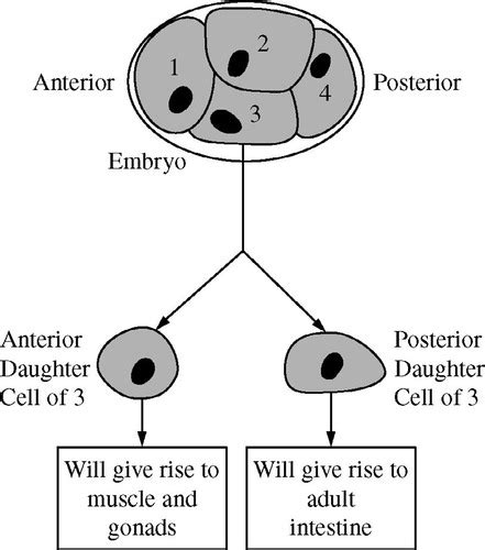 Biology Unit Four AP Questions Flashcards Quizlet
