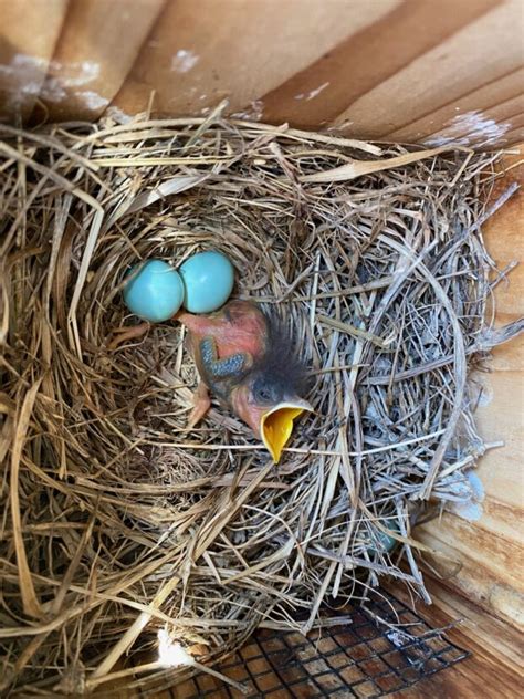 Providing For Bluebirds Guidance For Bluebird Nest Box Establishment In South Carolina Home
