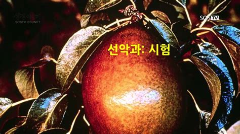 [성경이야기] 제4강 선악과를 먹은 아담과 하와 Youtube