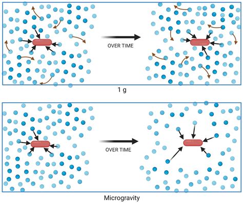 Frontiers The Chemical Neighborhood Of Cells In A Diffusion Limited
