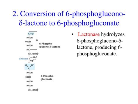 Ppt Pentose Phosphate Pathway Powerpoint Presentation Id 6909449