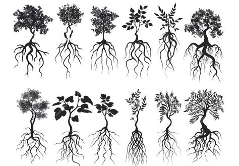 Set Of Root Vector Illustrations A Tree Root System In Black Color On A White Background With