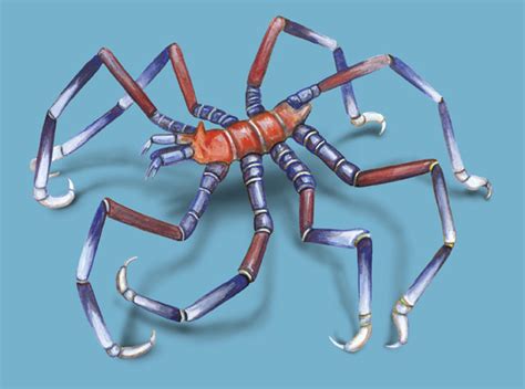 Adw Pycnogonida Information