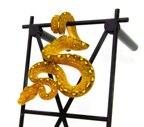 Biak Green Tree Python Orange Juvenile ~ Happy Tails Exotic