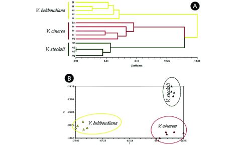 Unweighted Pair Group Method With Arithmetic Averages Upgma