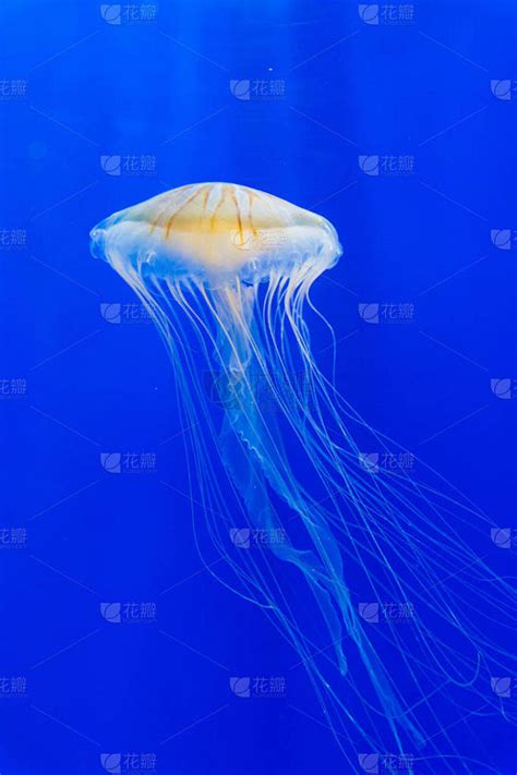 水族馆里漂流着美丽的水母