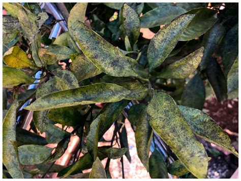 Sensors Free Full Text Sooty Mold Detection On Citrus Tree Canopy Using Deep Learning Algorithms