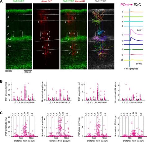 Pathway Layer And Cell Type Specific Thalamic Input To Mouse Barrel Cortex Elife