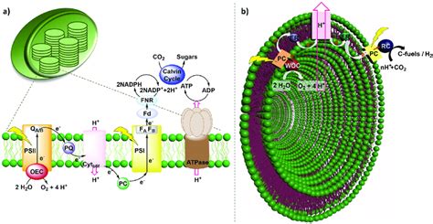 Simplified Representation Of A Thylakoid Membrane And An Artificial Download Scientific Diagram