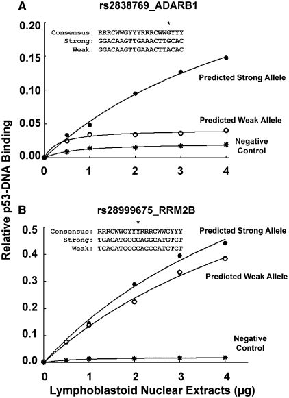 Evaluation Of Snp Sequence Position On P53 Dna Binding The Mapd Assay