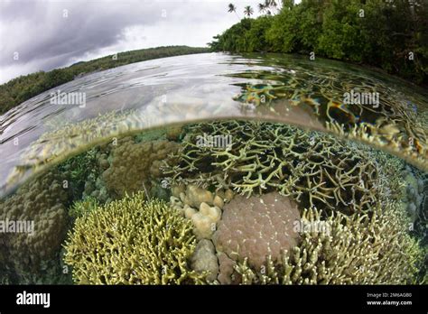 A Coral Reef Composed Of A Wide Variety Of Reef Building Corals Grows