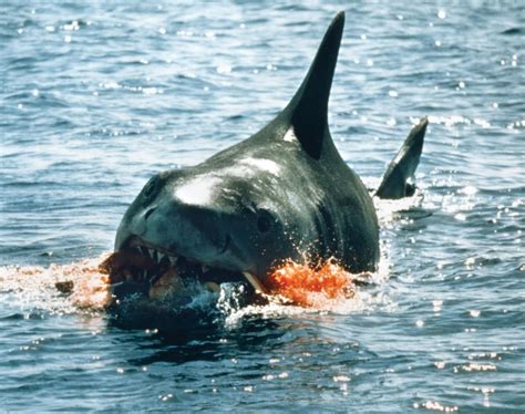 Der Weiße Hai Special Jaws 1975