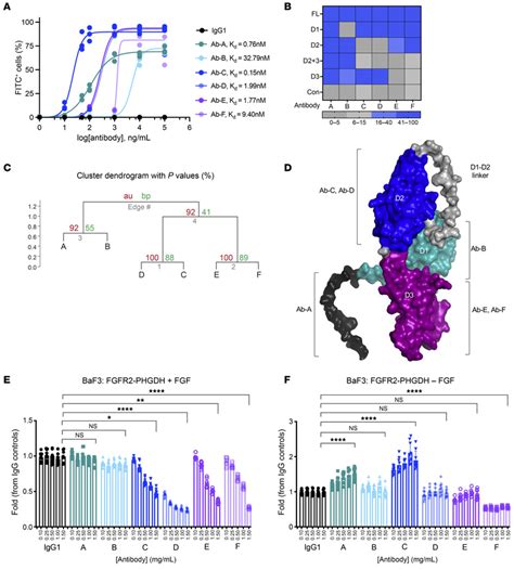 Jci Identification Of Potent Biparatopic Antibodies Targeting Fgfr2 Fusion Driven