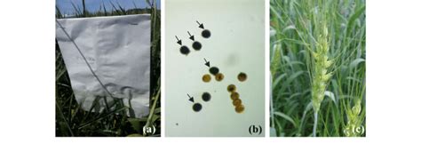 Phenotypic Evaluation Of Traits A Pollen Mass Assessment B Pollen