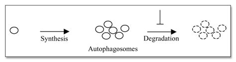 Autophagosome Number Is A Function Of Synthesis And Download Scientific Diagram