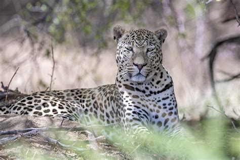 Leopard Research The Africat Foundation